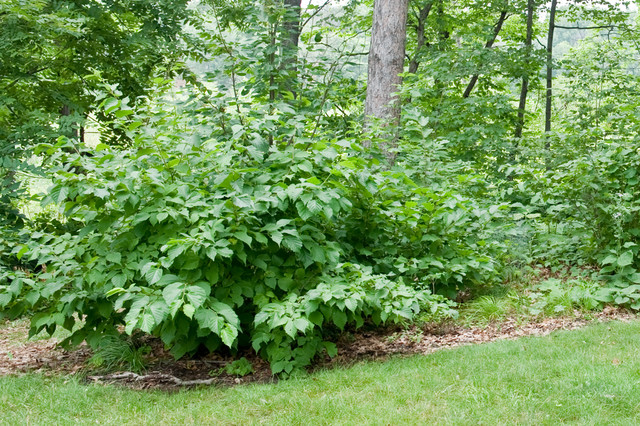 Great Design Plant: Corylus Americana Awakens the Woodland Garden