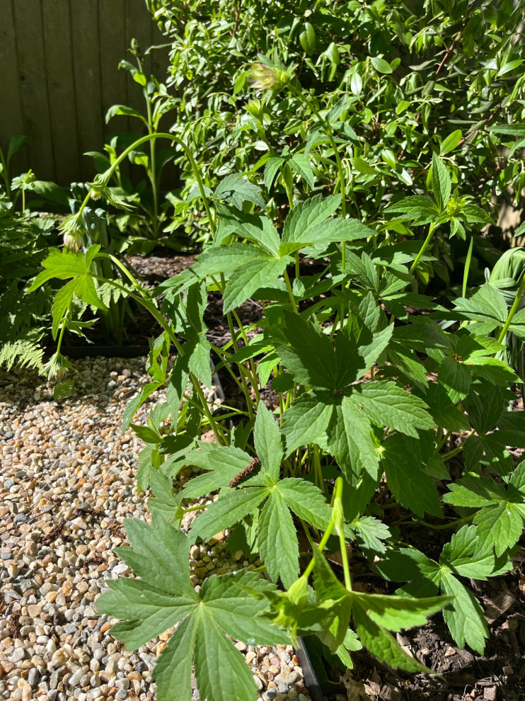 morning sun on shade plants | Houzz Forum