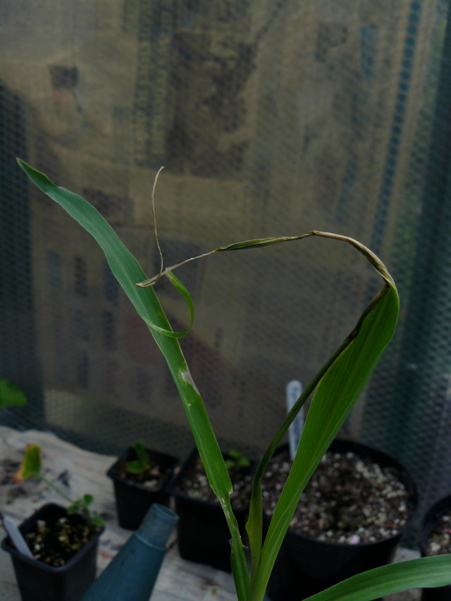 bizarre corn seedling disaster