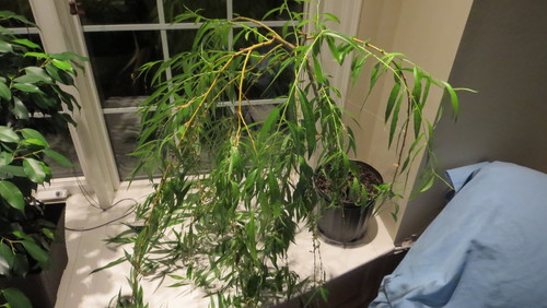 Weeping Willow Tree as a house plant