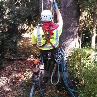 BINGLE LANDSCAPE & TREE SERVICES - Project Photos & Reviews ...