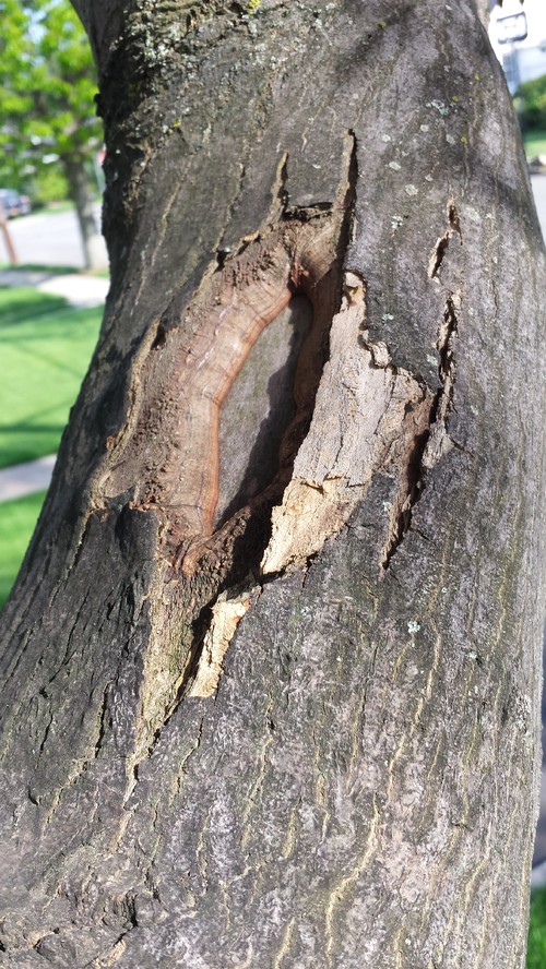 Maple tree trunk trouble