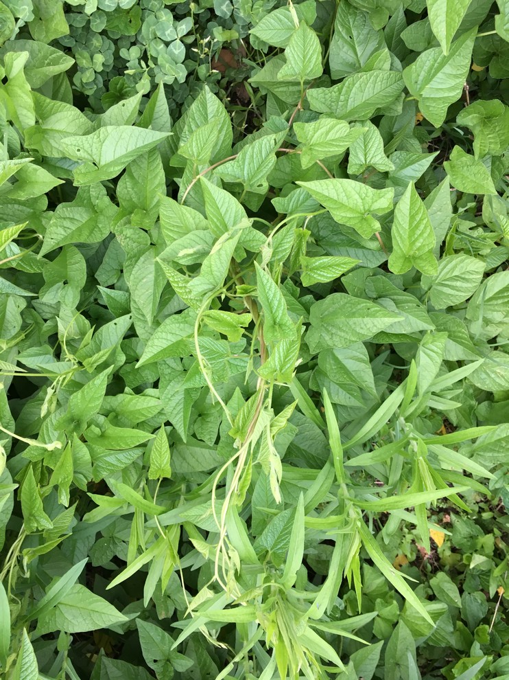 Check out this vine choking other plants
