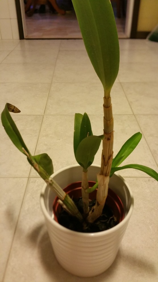 cane rotting dendrobium