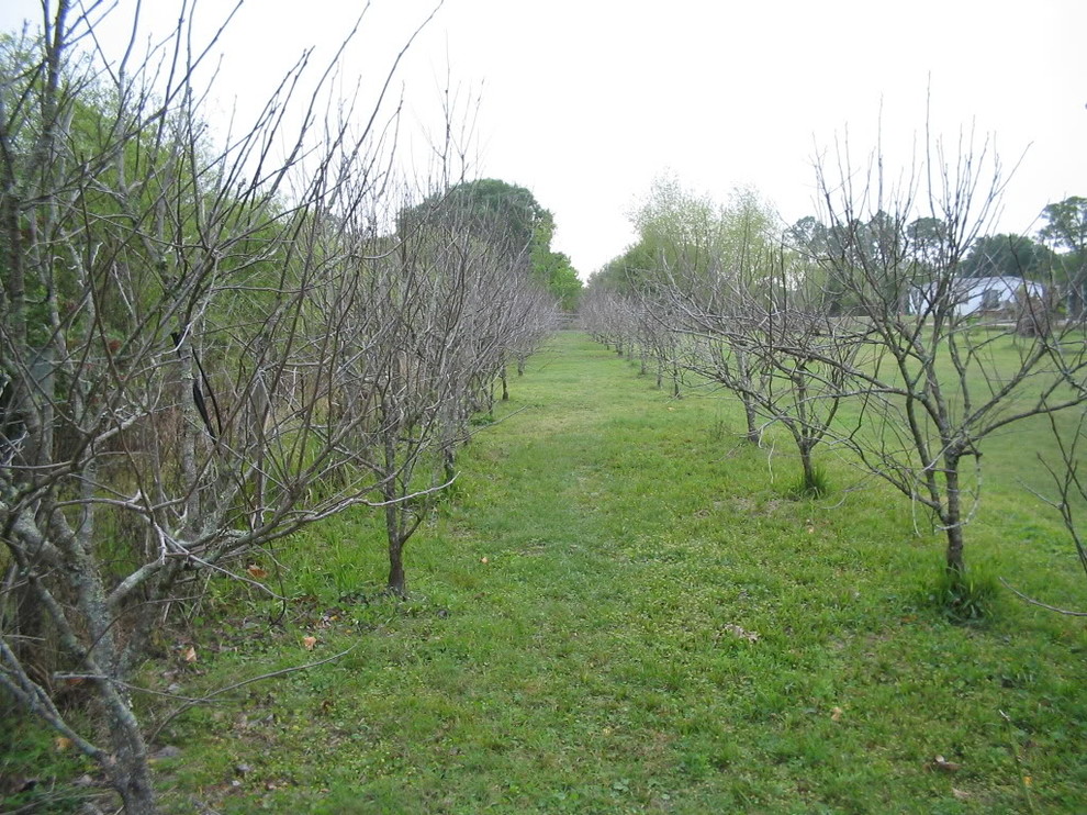 HAVE: Persimmon scion wood