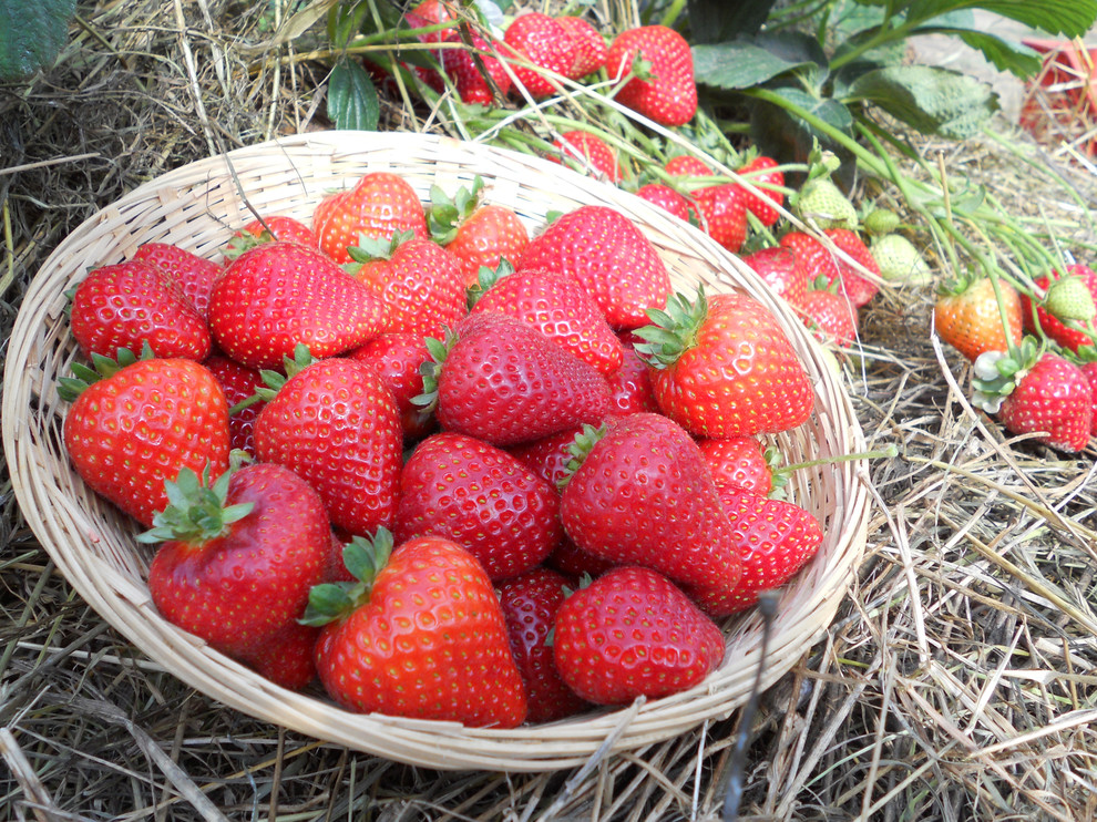 8 Delicious Strawberry Varieties to Grow at Home