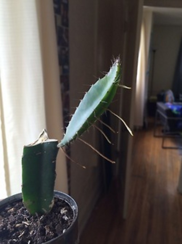 Cactus Growing Root-Like Strings? | Houzz Forum