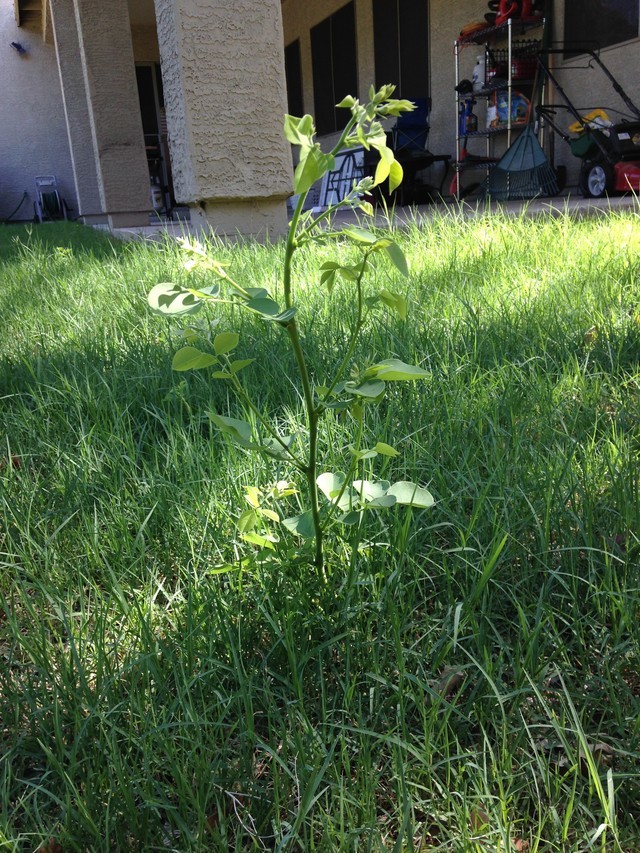 Little Trees Sprouting from Roots?