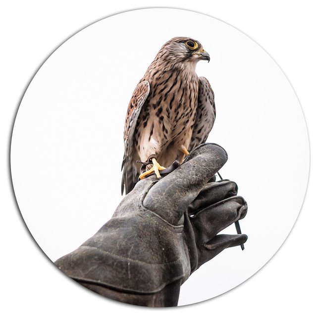 Kestrel Sitting On Falconer Hand, Animal Round Wall Art, Disc of 11 ...