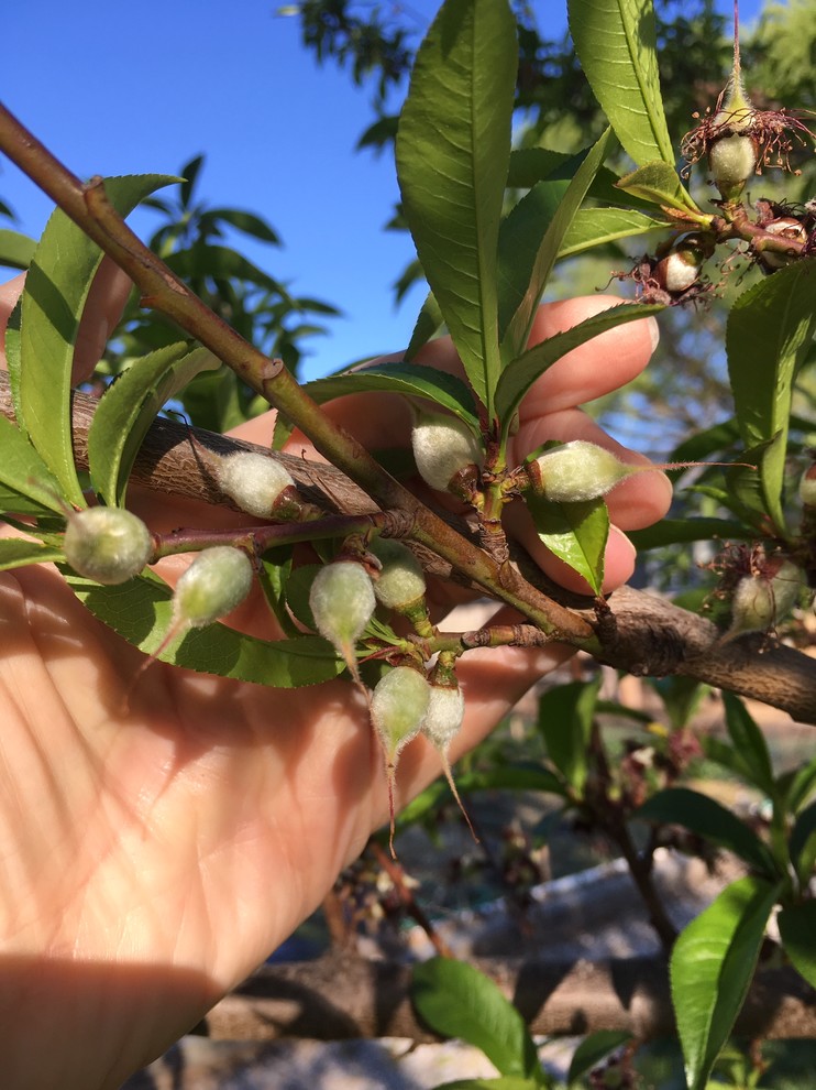 Thinning peaches - is it encouraged?