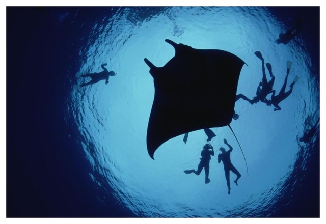 Manta Ray, Flower Garden Banks Nms, Louisiana, Gulf Of Mexico-Paper Art ...