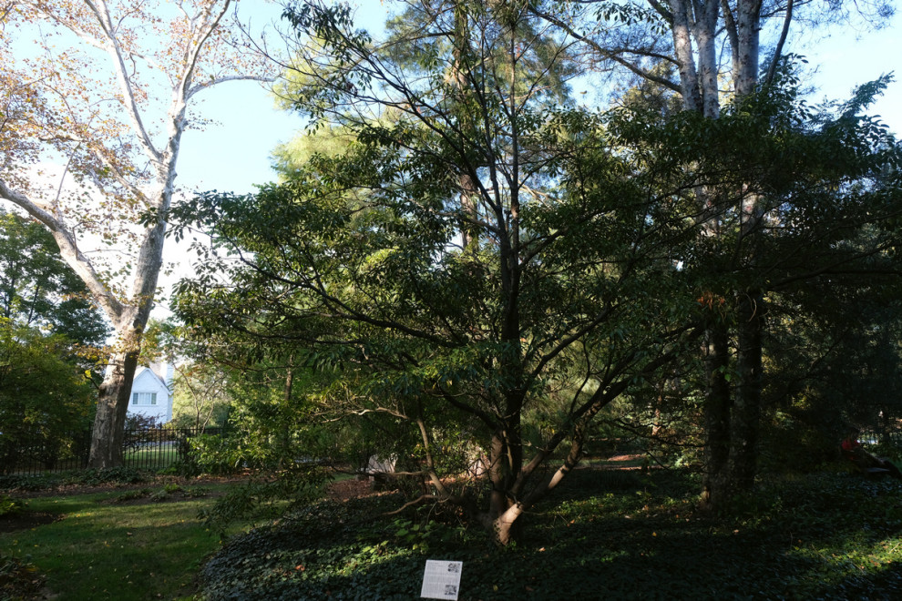 Trip Report: The Barnes Foundation Arboretum at St. Joseph's U | Houzz ...