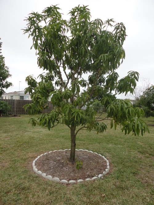 a tale of two mango trees