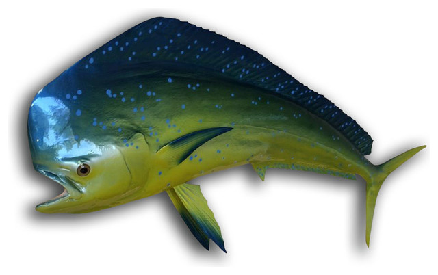 50" Mahi Half Mount Fish Replica - Beach Style - Wall Sculptures - by ...