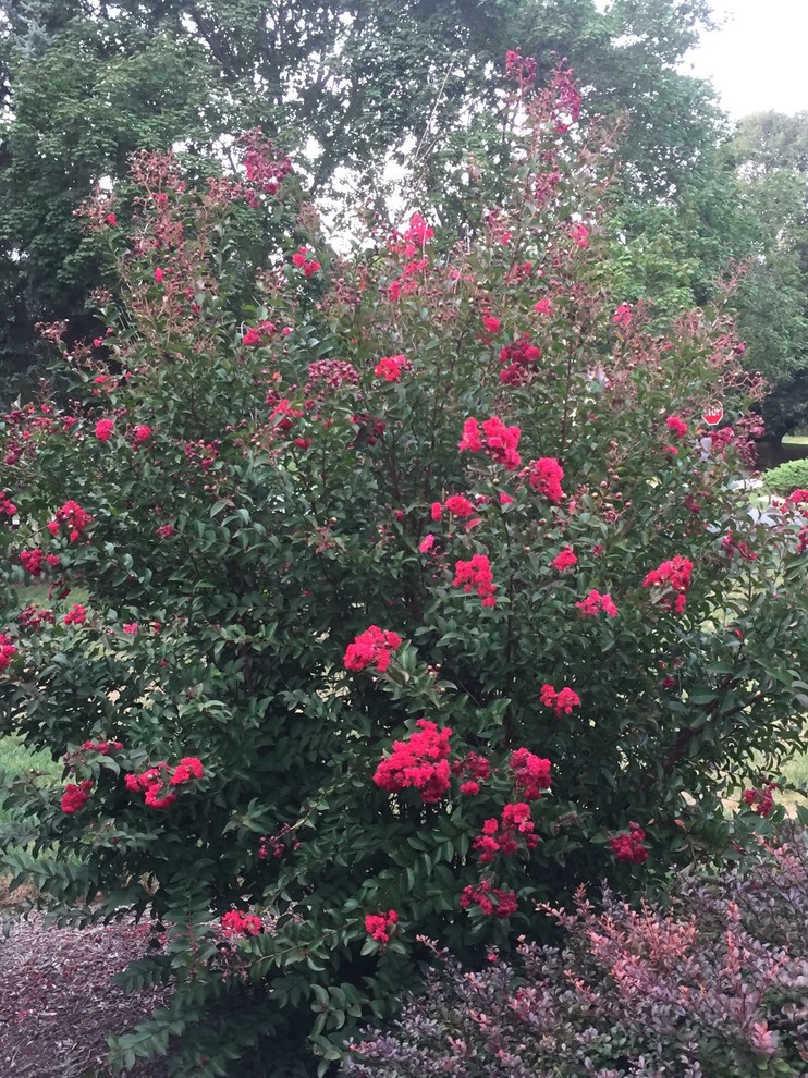 Crape myrtle identification