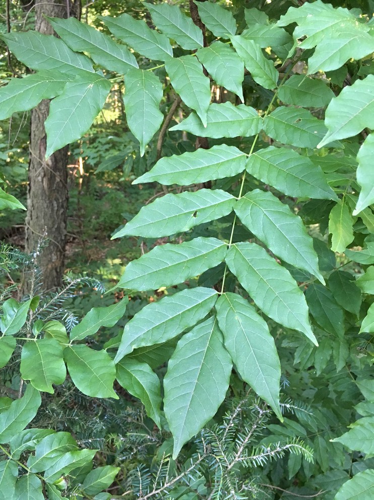 Invasive vine in Northeast PA
