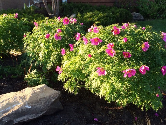 Peony Identification Pls