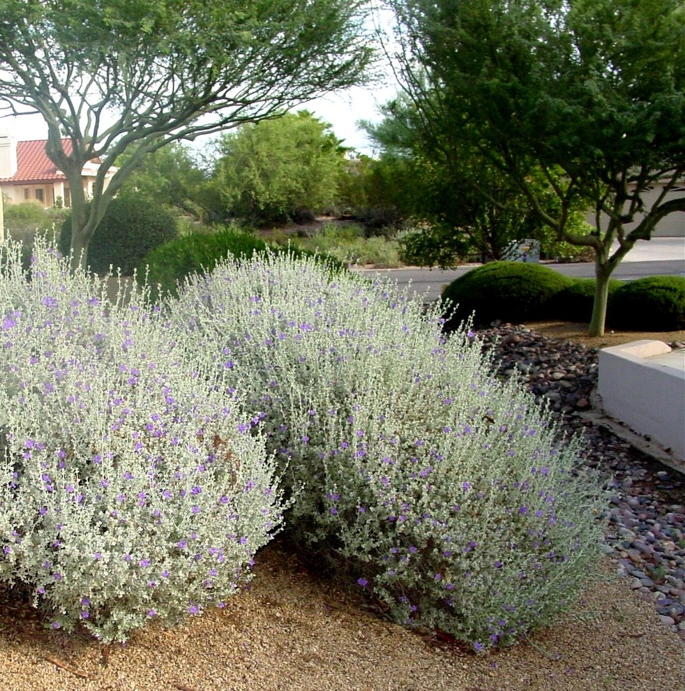 Great Design Plant: Violet Silverleaf Thrives on Scant Water