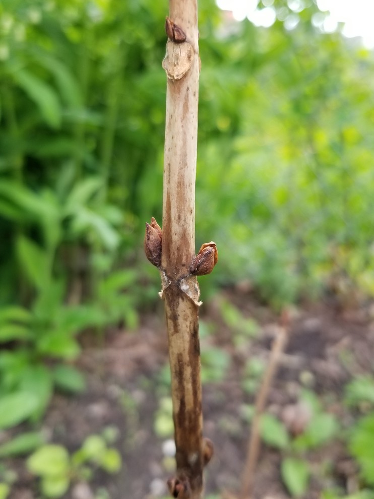 Are these old wood buds dead?