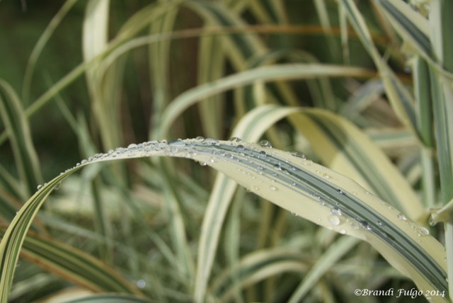 have: variegated "peppermint stick" giant reed grass