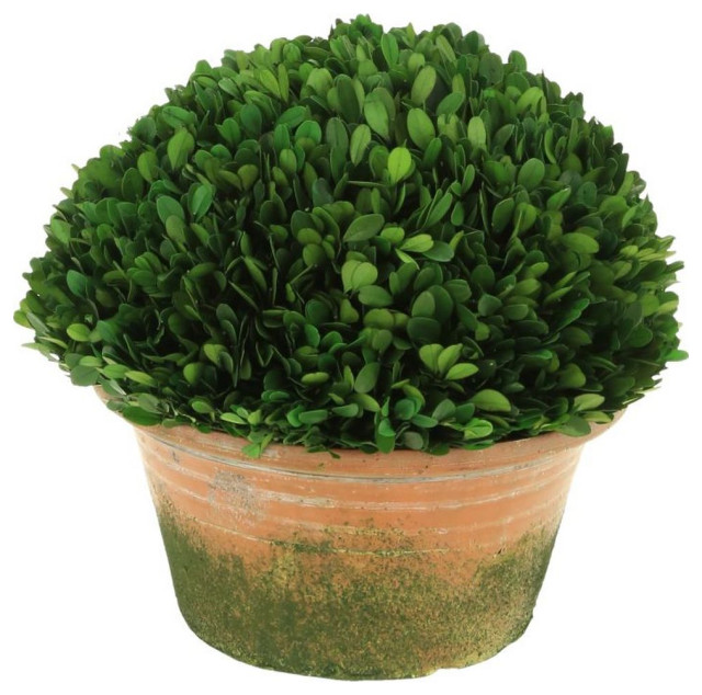 Mark Roberts Spring 2020 Boxwood Topiary in Pot, 12" - Contemporary ...