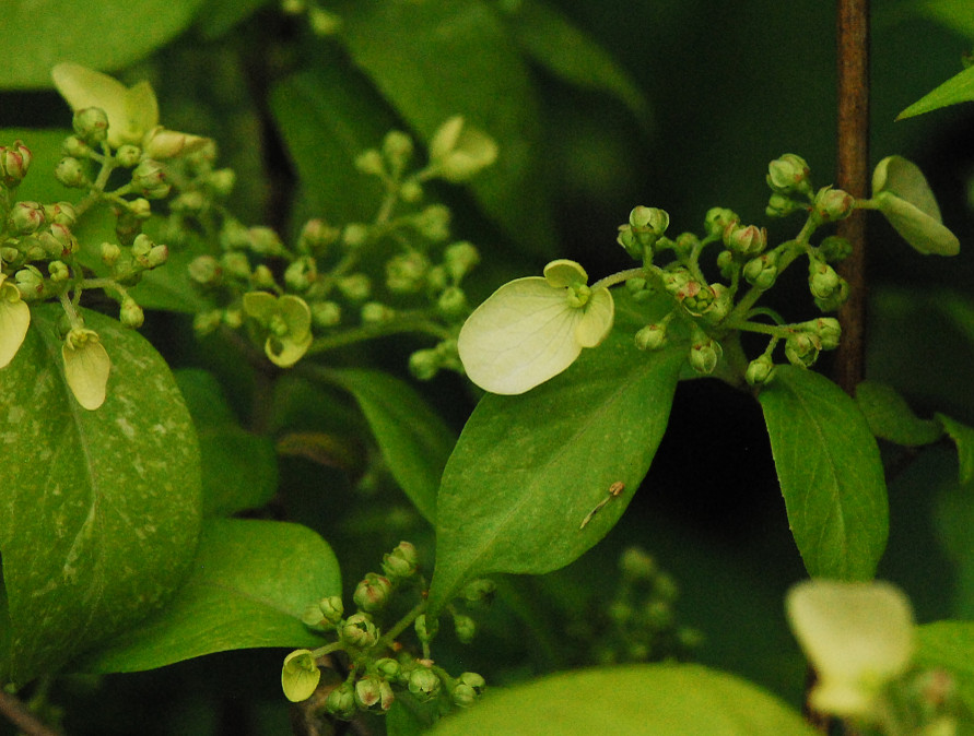 Can you identify this rare Hydrangea?