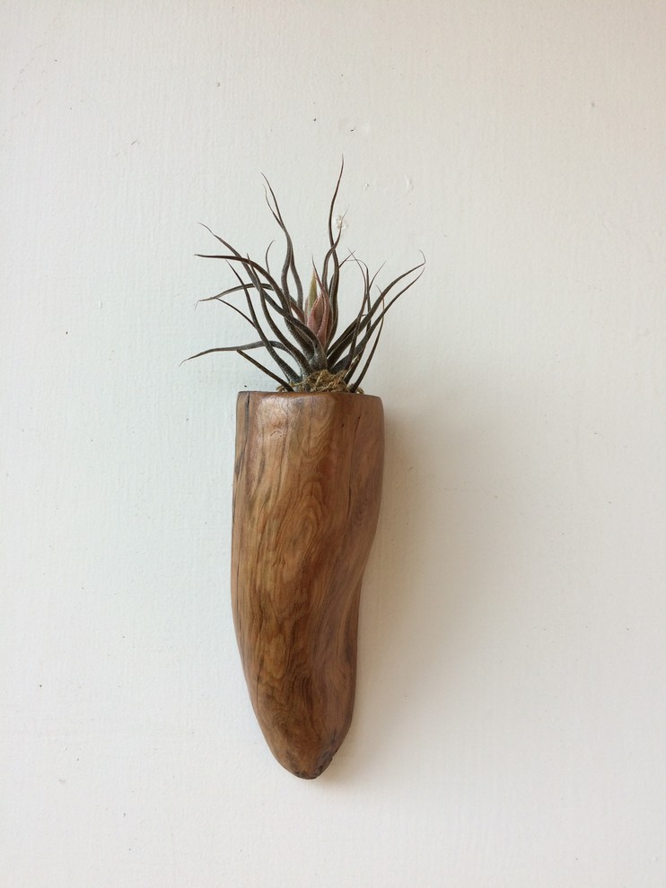 Air plants that can take direct sun? | Houzz Forum