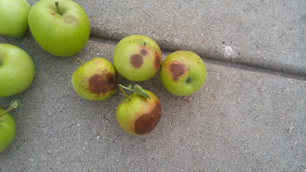 Blotches on my Apples