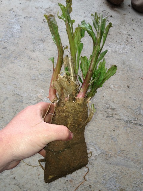 What is this giant tuber?