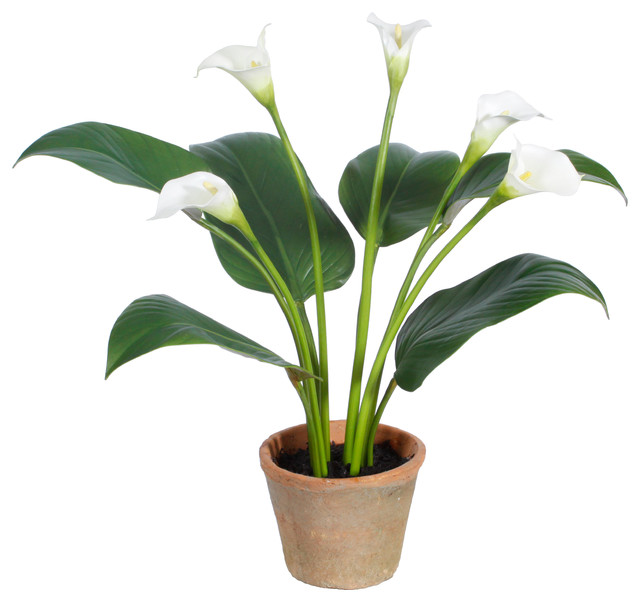 Petite Potted Faux Calla Lily, White - Contemporary - Artificial Flower ...
