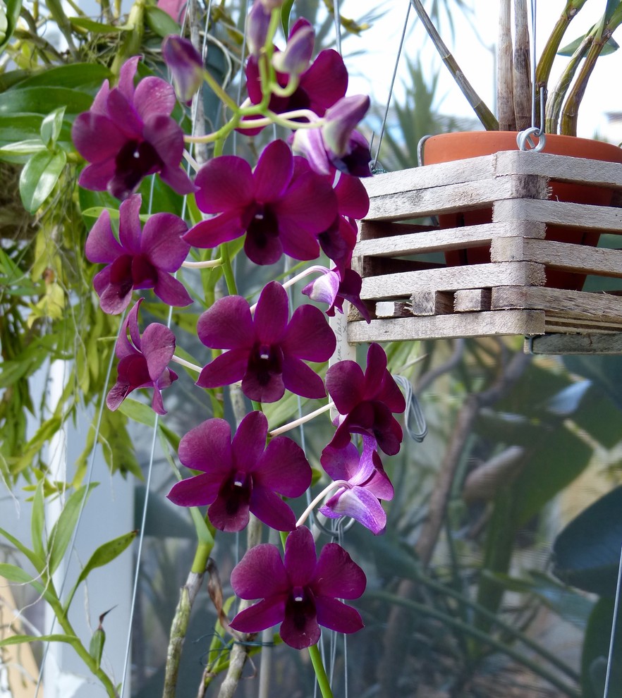 Dendrobium Airy Crimson '815'