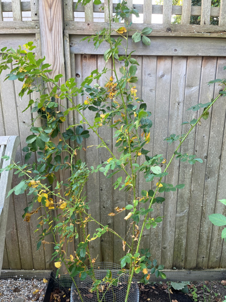 transplanted rose yellowing leaves | Houzz Forum