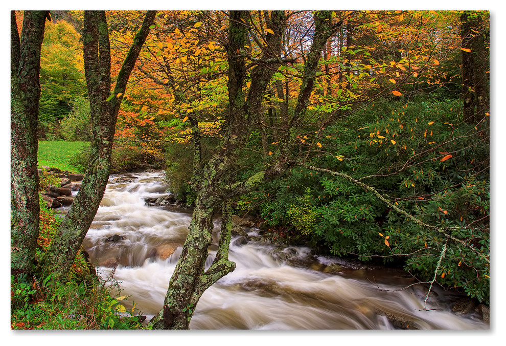 Bob Rouse 'Trees On The Bank' Canvas Art, 22"x32" - Rustic - Prints And ...