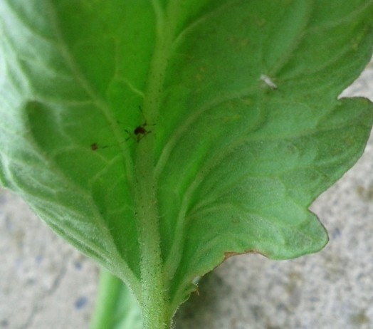??Curling leaves, white bugs, green bugs, black bugs, tan bugs??