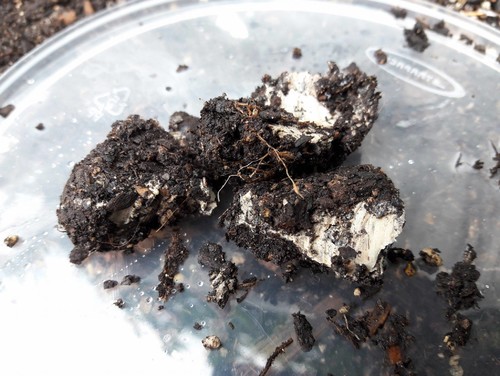 White Fungus in my Soil, Good or Bad?