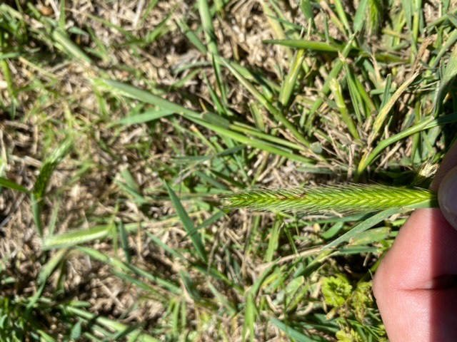 Can anyone help me identify these pesky weeds? I live in Oklahoma