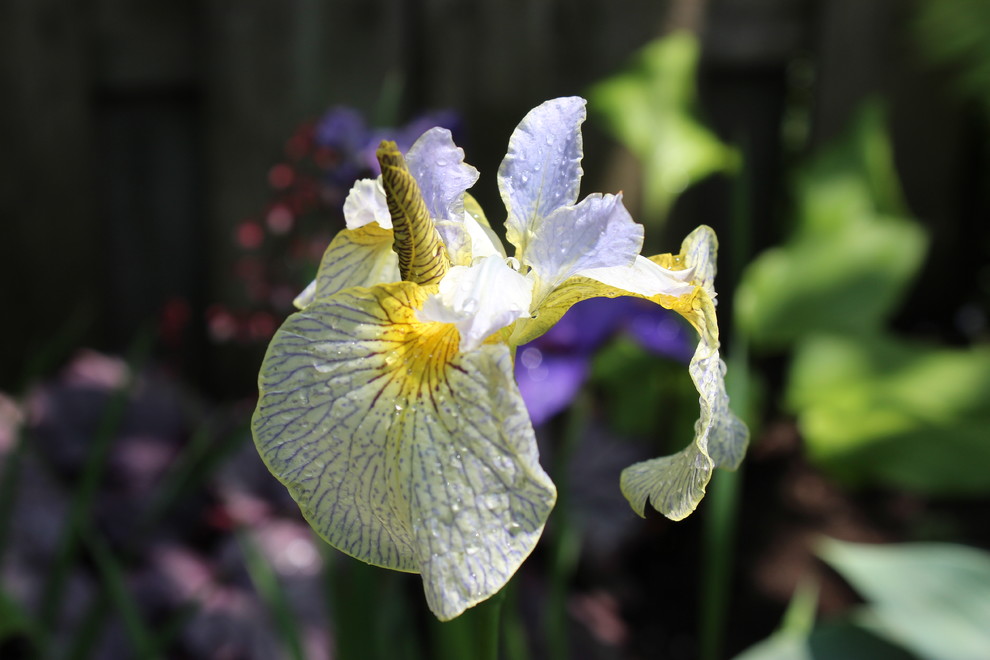 Iris Alphabet? I'll start with A