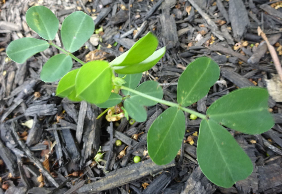 Crepe Myrtle Seedling?