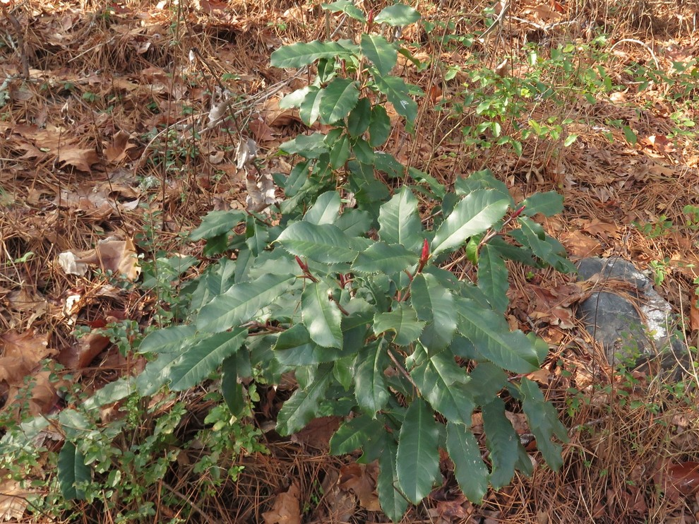 Shrub with large leaves that have spiny margins | Houzz Forum