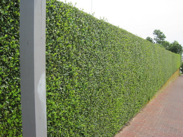 10ft tall hedge in AZ?