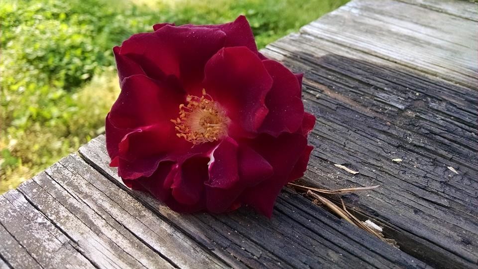 rose Identification