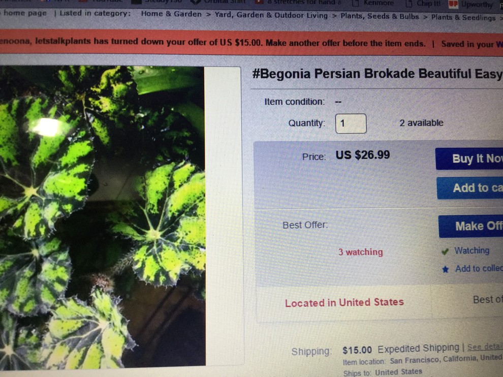 Begonia Persian brocade