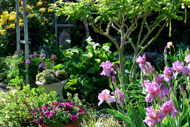 Persian Berry is blooming