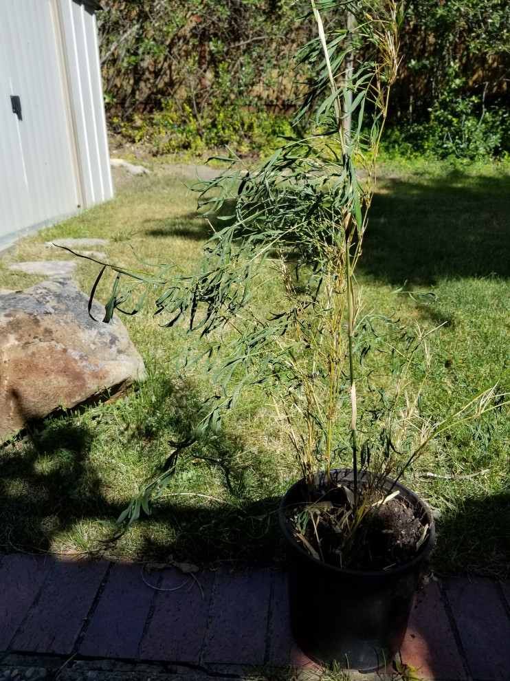 My Bamboo is in Shock, can it be Saved? | Houzz Forum