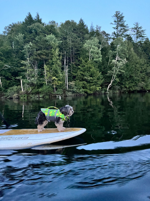 Show Us Your Summer Fun-Loving Pets!