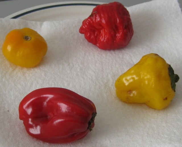 hot pepper identification