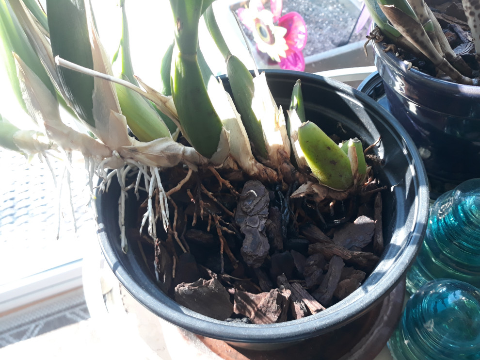 Repotting runaway oncidium