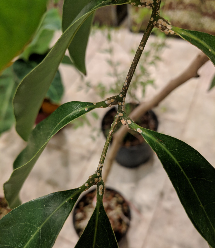 Lychee Tree pest - disease? fungus?