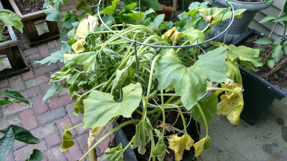 help with squash wilting, is it vine borer!?