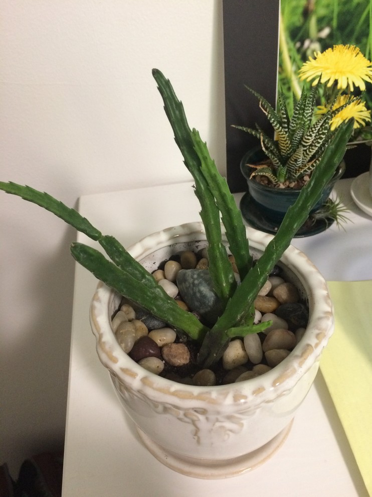 Help! My cactus is falling over!!